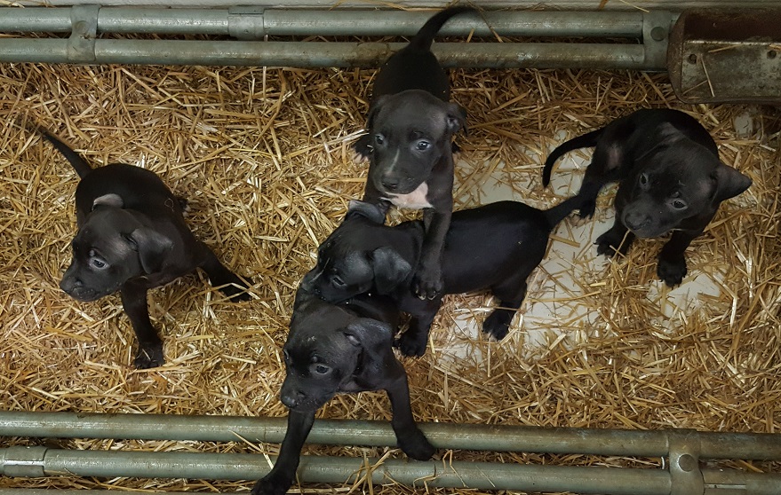 Dexter x Negra III (07-17) - Tom Garner Kennels