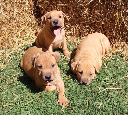 Dynamo x Berry (9-15) - Tom Garner Kennels