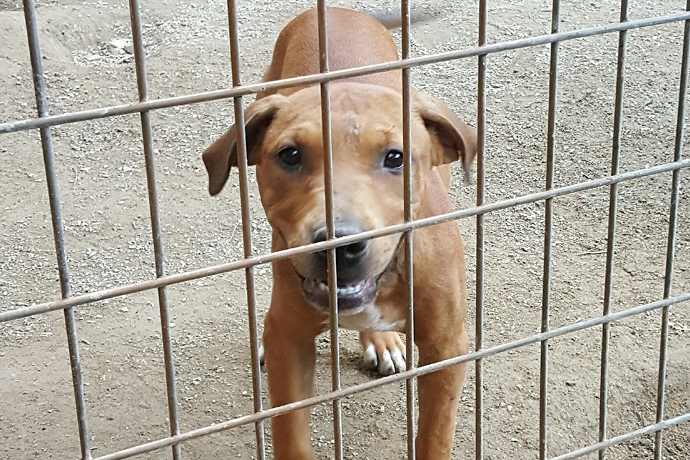 Dynomite x Rampage (09-16) - Tom Garner Kennels