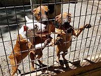 Tom Garner kennels - current pups