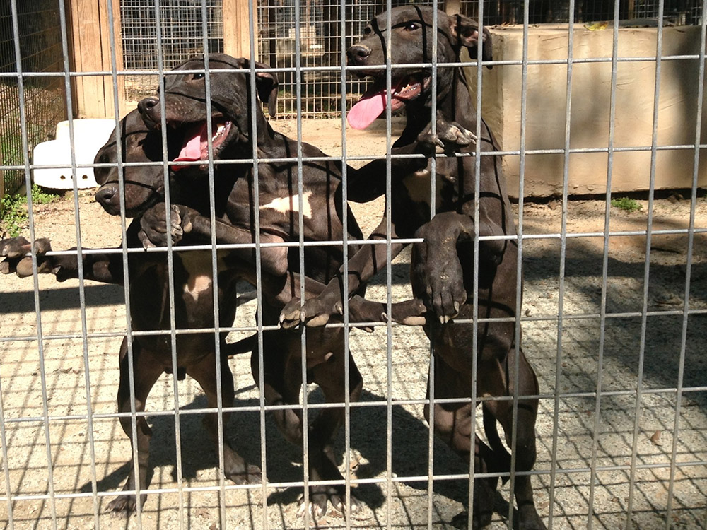 El Negro x Miss Skull II - Tom Garner Kennels