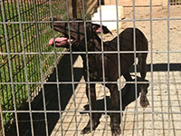 Hank - Tom Garner Kennels