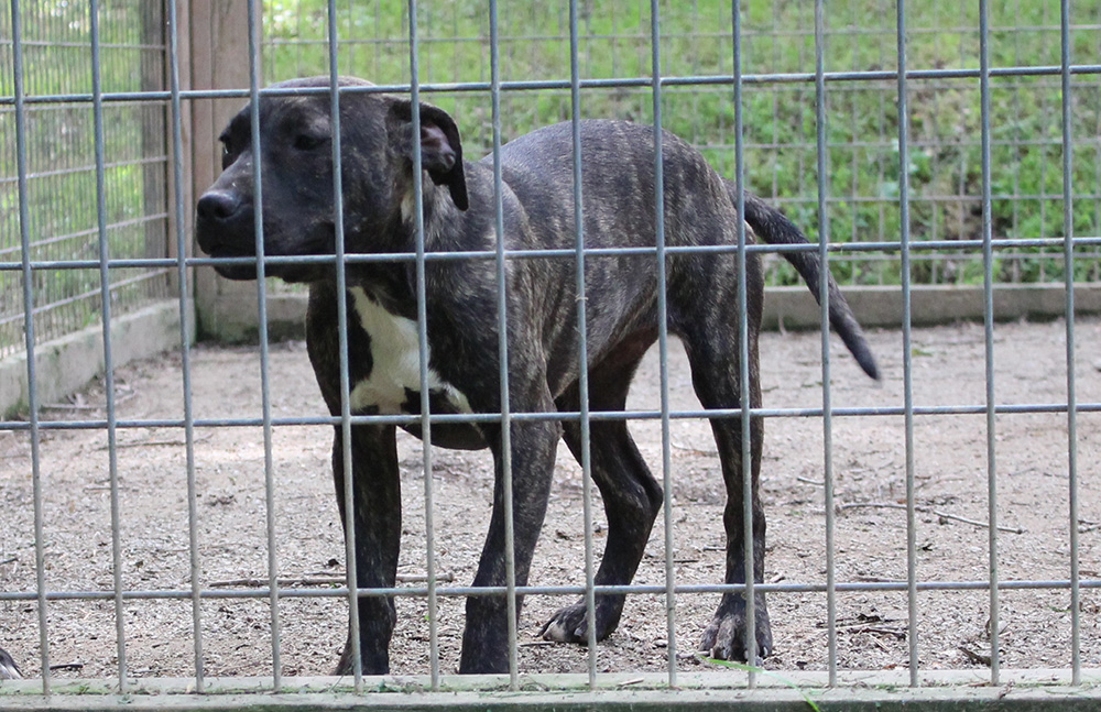 Haystack x Little Miss Edith (05-15) - Tom Garner Kennels