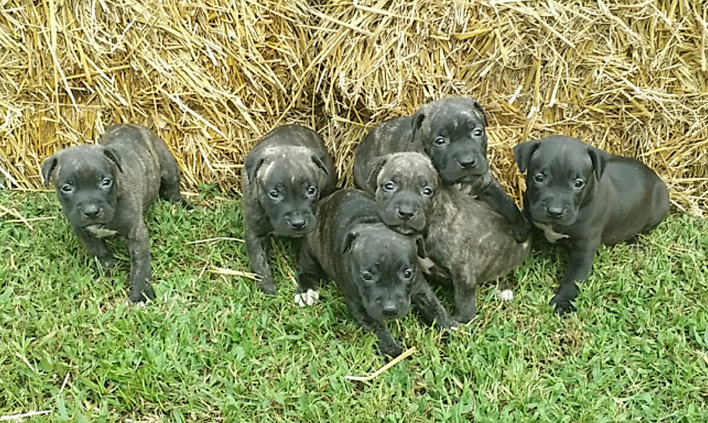 Haystack x Miss Simba II (07-14) - Tom Garner Kennels