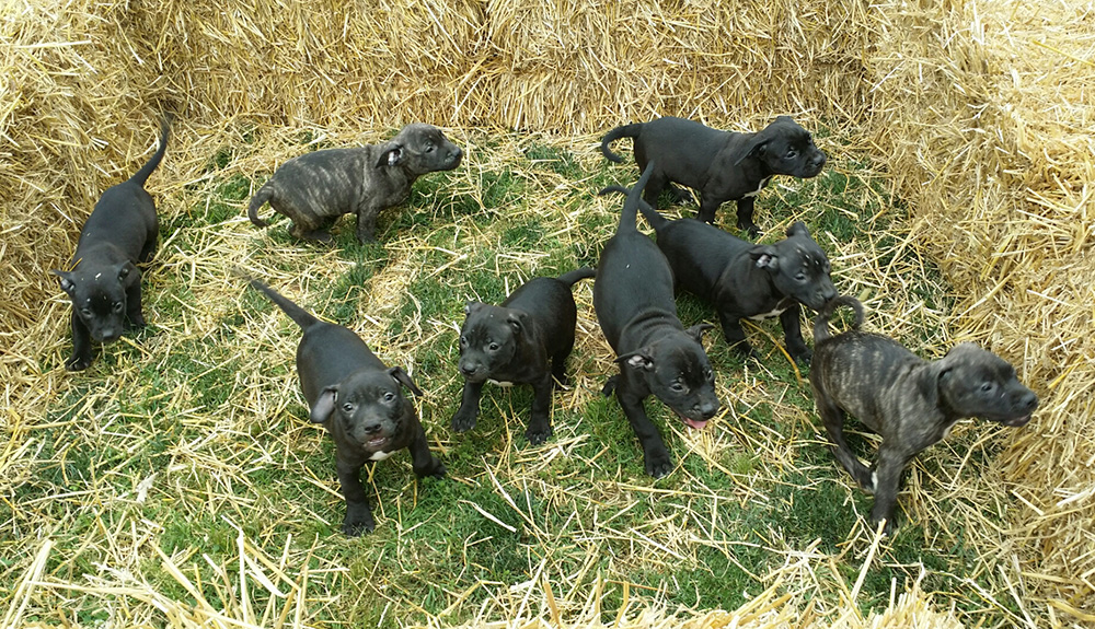 Haystack x Our Girl II (06/2014) - Tom Garner Kennels