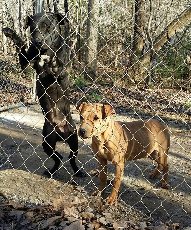 Hickson x Shylo II (01-2014) - Tom Garner Kennels