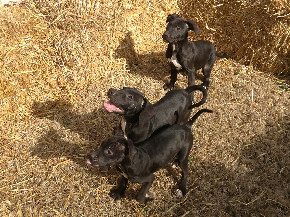 Kemo x Blacksnake II (12-13) - Tom Garner Kennels