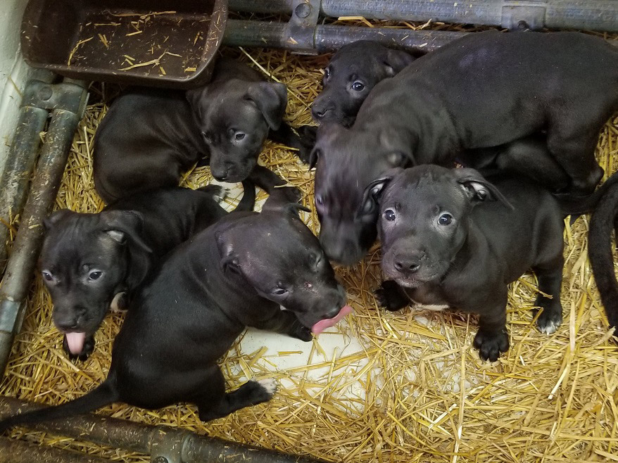 Kemo x Camilla (02-18) - Tom Garner Kennels
