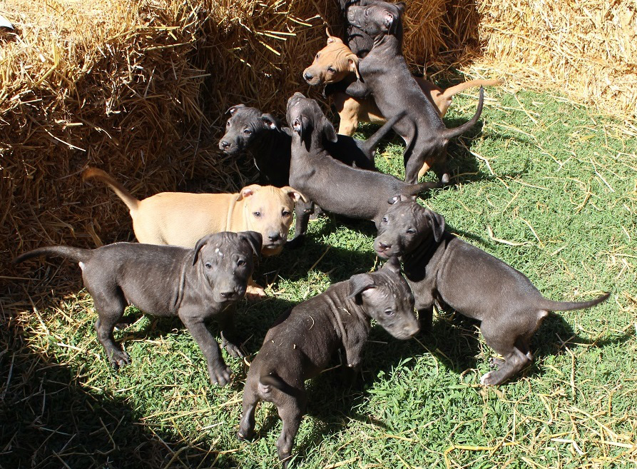 Kemo x Mas Vengeance (09-15) - Tom Garner Kennels