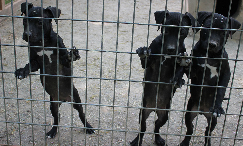 Kemo x Mas Vengeance (4-17) - Tom Garner Kennels