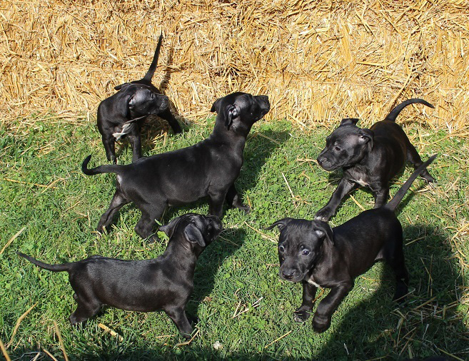 Kemo x Miss Frankie (6-16) - Tom Garner Kennels