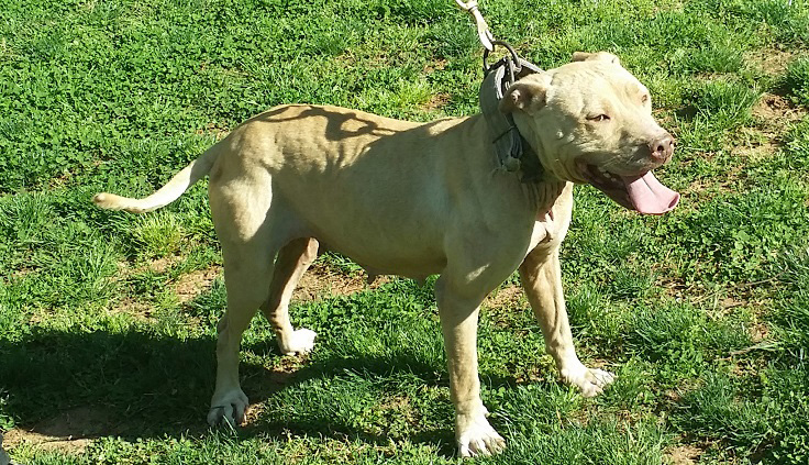 Miss Clyde(04-14) - Tom Garner Kennels
