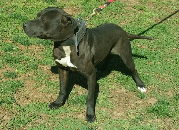 Moe (04-14) - Tom Garner Kennels