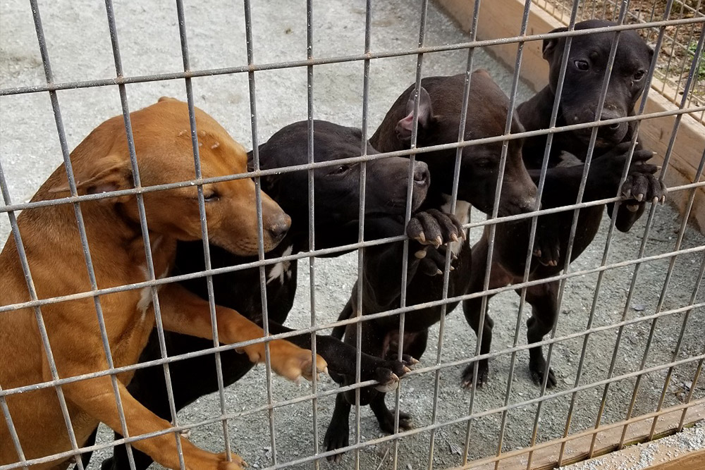 Momo x Celo (02-18) - Tom Garner Kennels