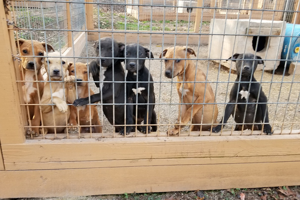 Momo x Celo (12-17) - Tom Garner Kennels