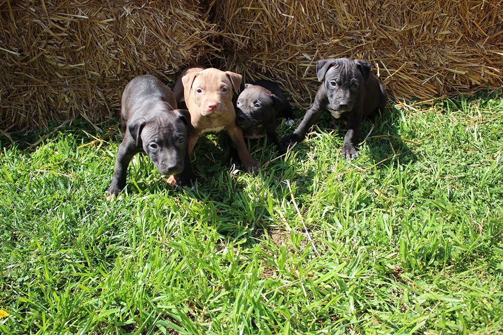 Momo x Lexus III (3-16) - Tom Garner Kennels