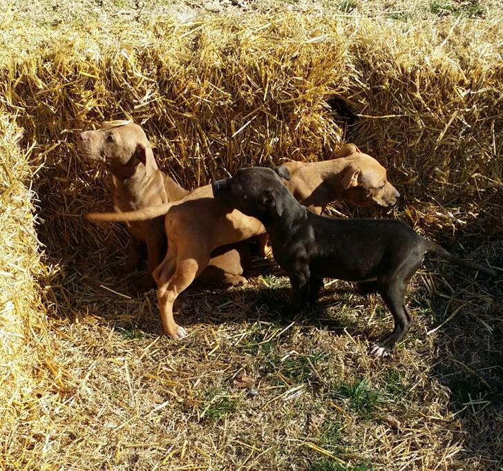 Momo x Machete (01-2014) - Tom Garner Kennels