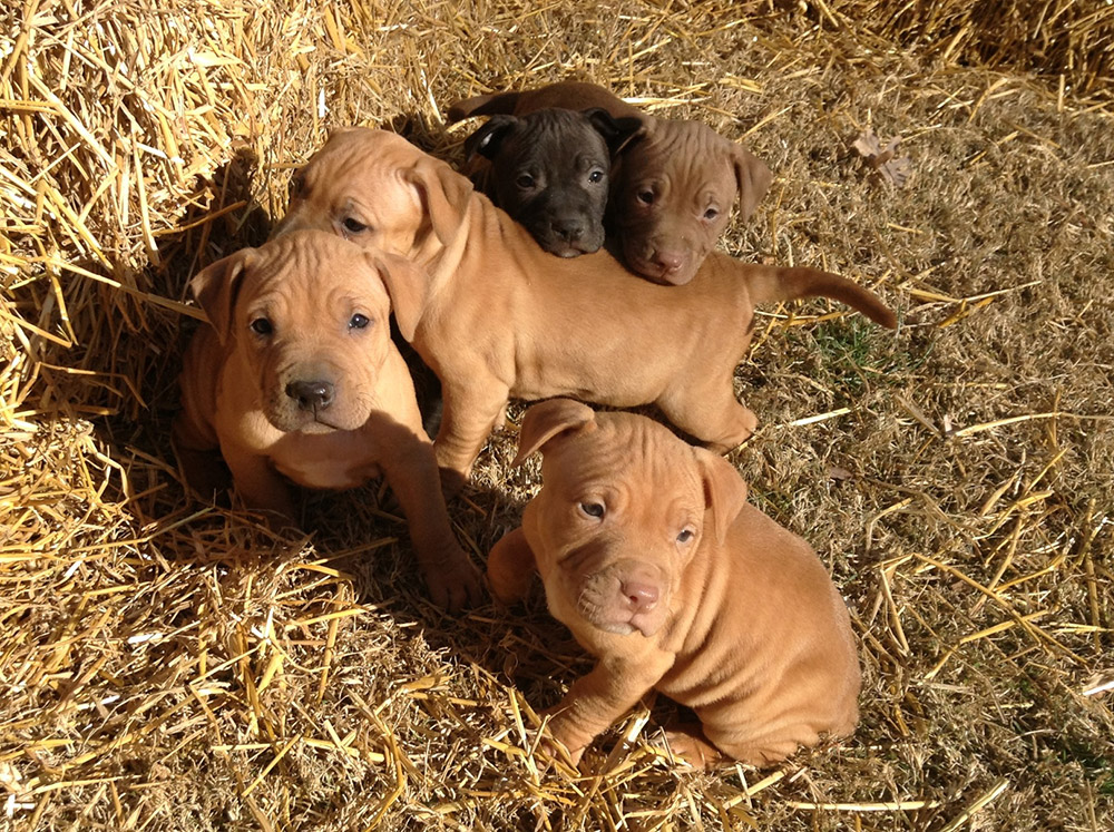 Momo x Machete (12-13) - Tom Garner Kennels