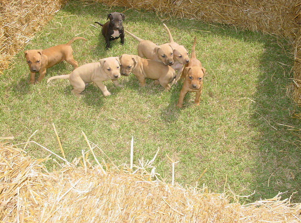 Santos x Pew III Pups – Tom Garner Kennels