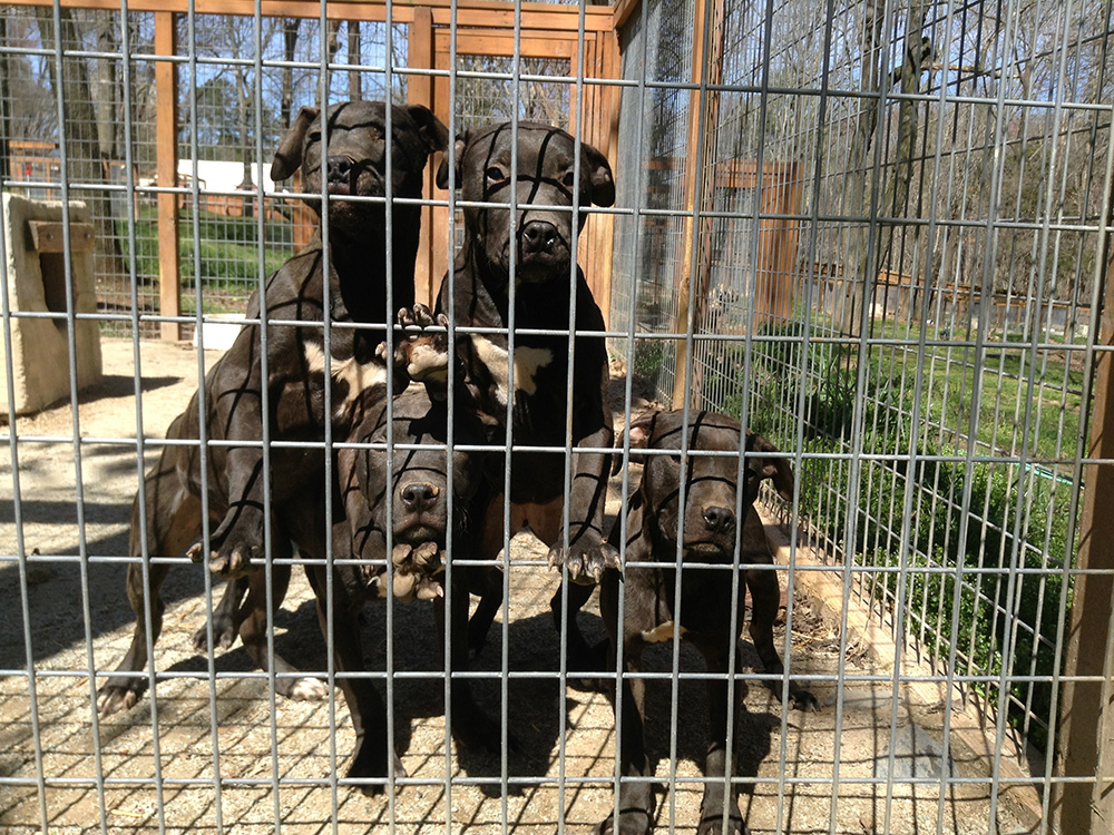 Hickson x Shylo II Pups - Tom Garner Kennels