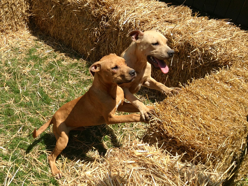 Dynamo X Montana - Tom Garner Kennels