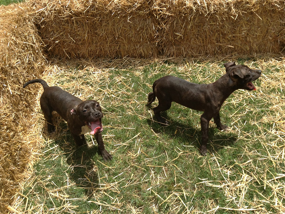 El Negro X Black Snake - Tom Garner Kennels