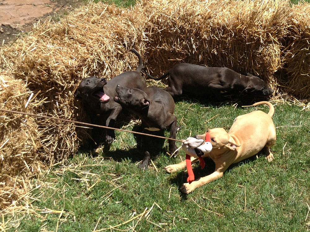 Frankie X Aunt Esther - Tom Garner Kennels