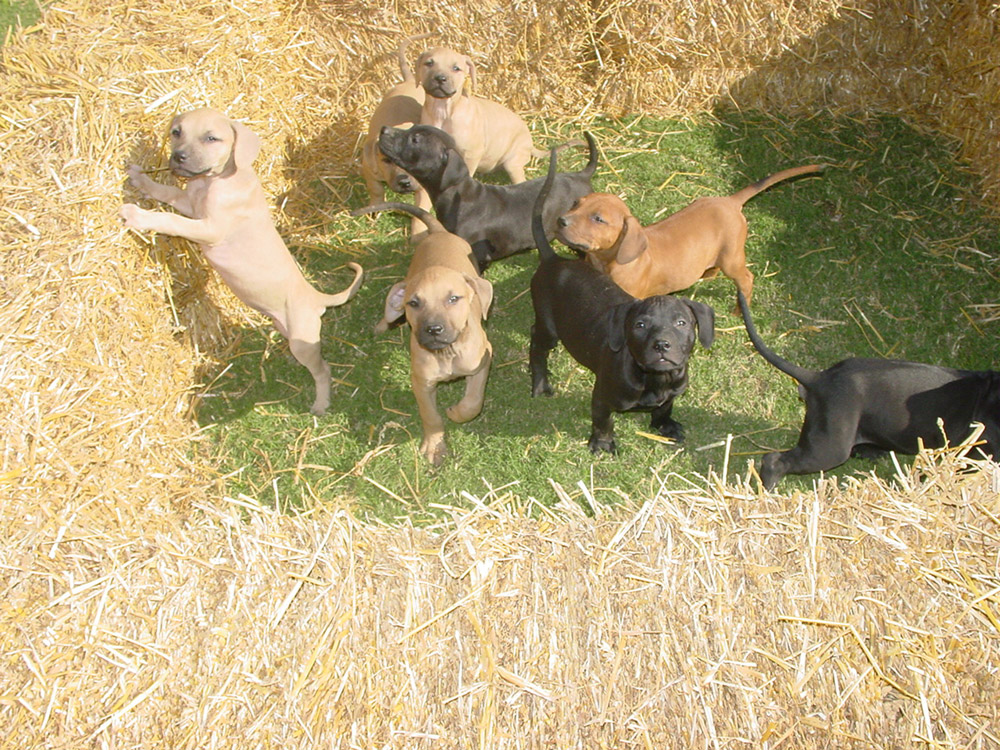 Bobby Peru x MaryJane II pups – Tom Garner Kennels
