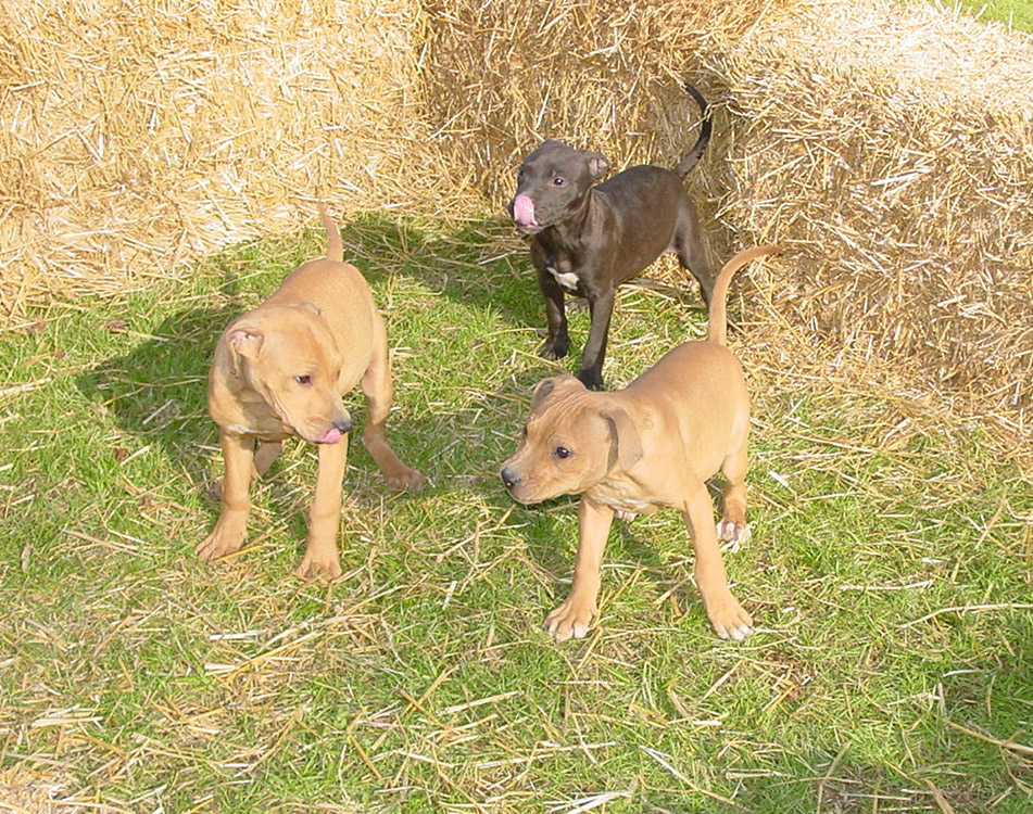 Dynamo x Crusher Pups – Tom Garner Kennels