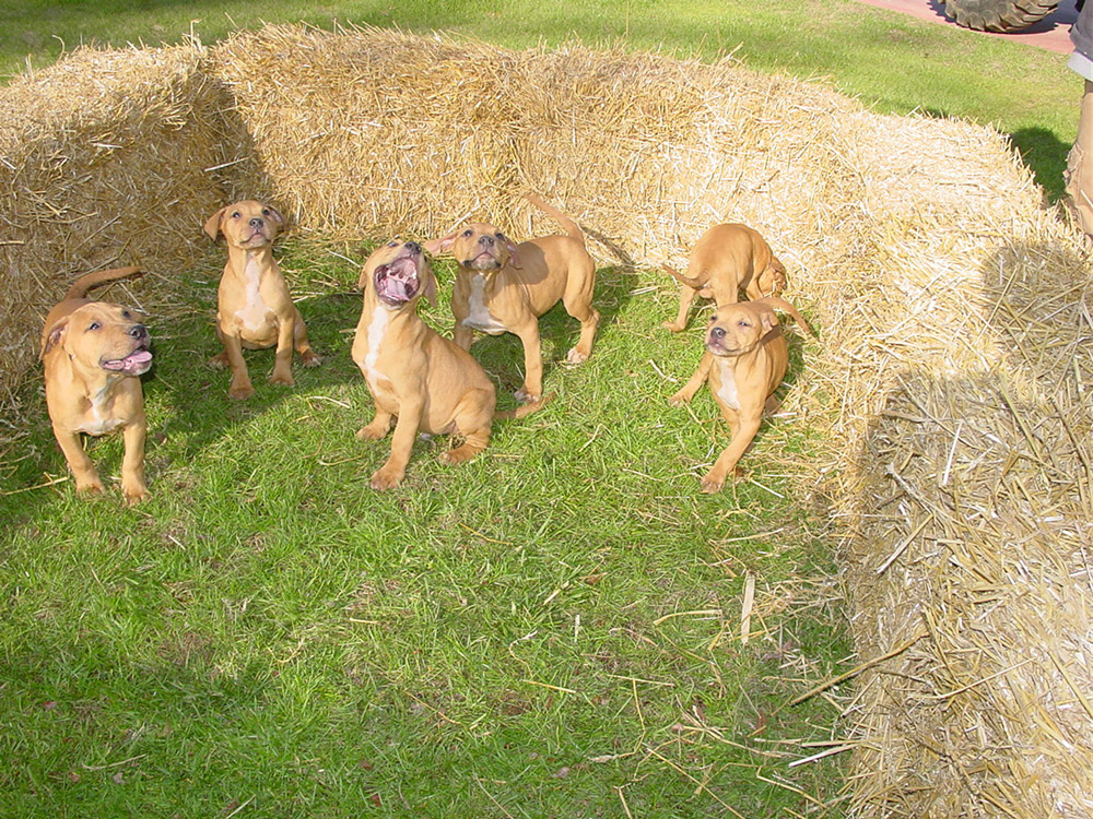 Dynomite x Miss Otto Pups – Tom Garner Kennels