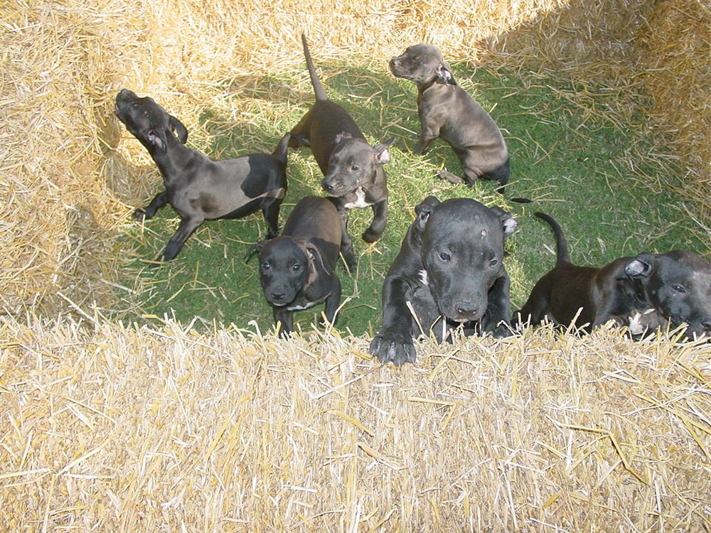 Bobby Peru x Shylo pups – Tom Garner Kennels