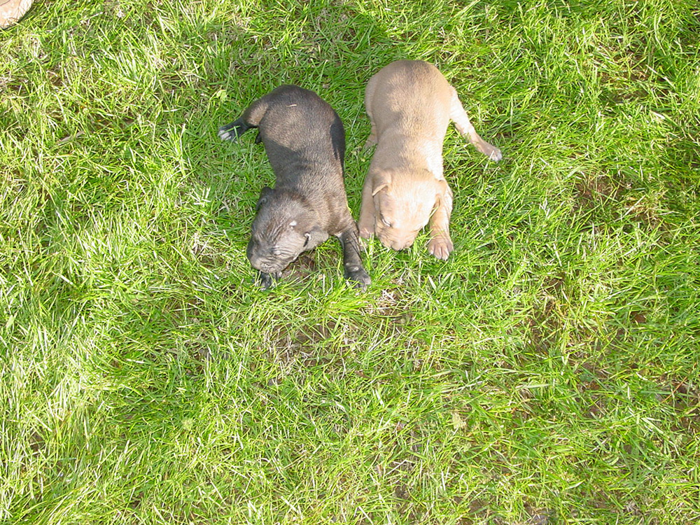 Rosco x Piedra II Pups – Tom Garner Kennels