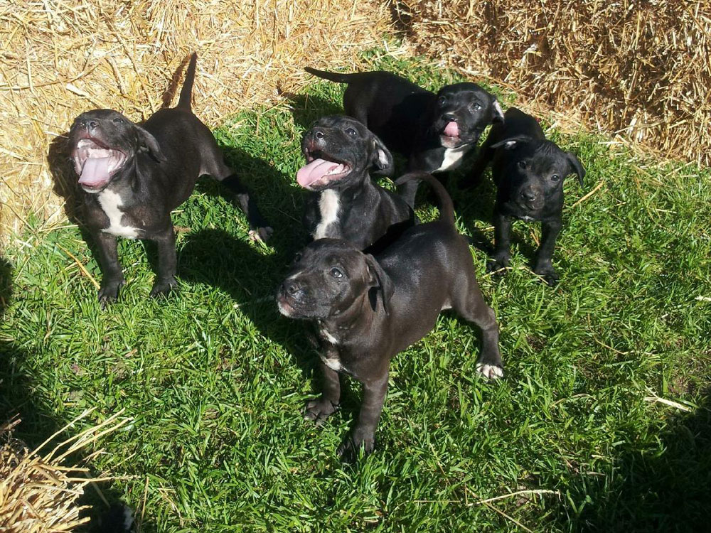 Momo x Young Chocolata Pups – Tom Garner Kennels