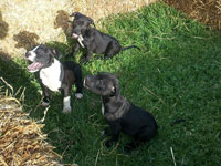 Red Charlie x Taser Pups – Tom Garner Kennels