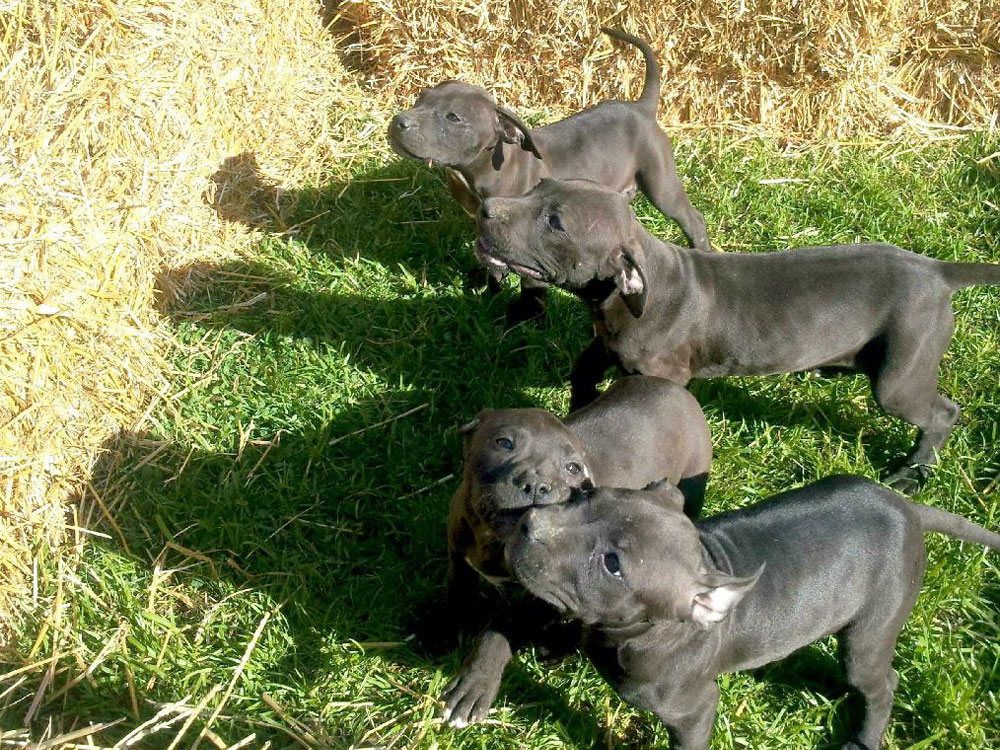 Santos X Miss Mouth II Pups – Tom Garner Kennels