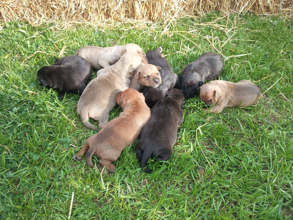 Santos x Suicide Blonde Pups – Tom Garner Kennels