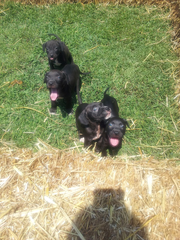 El Negro x L'il Kim II Pups - Tom Garner Kennels