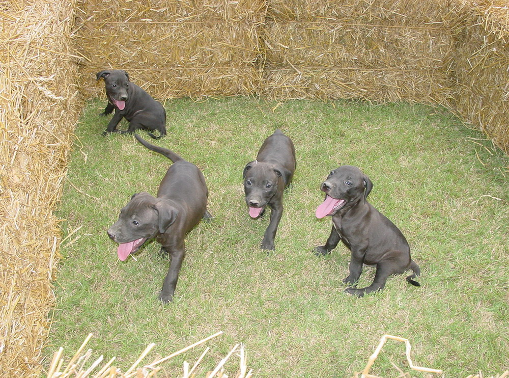 Tom Garner Kennels - Frankie x Aunt Esther Pups