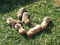 Ch Dynomite x Solotto Pups (09-12) – Tom Garner Kennels