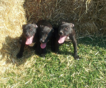 El Negro x L'il Kim II Pups (09-12) – Tom Garner Kennels