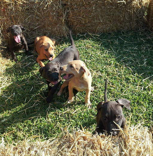 Santos x Countess Pups (09-12) – Tom Garner Kennels