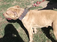 Bonnie II (Hickson x Bonnie) – Tom Garner Kennels