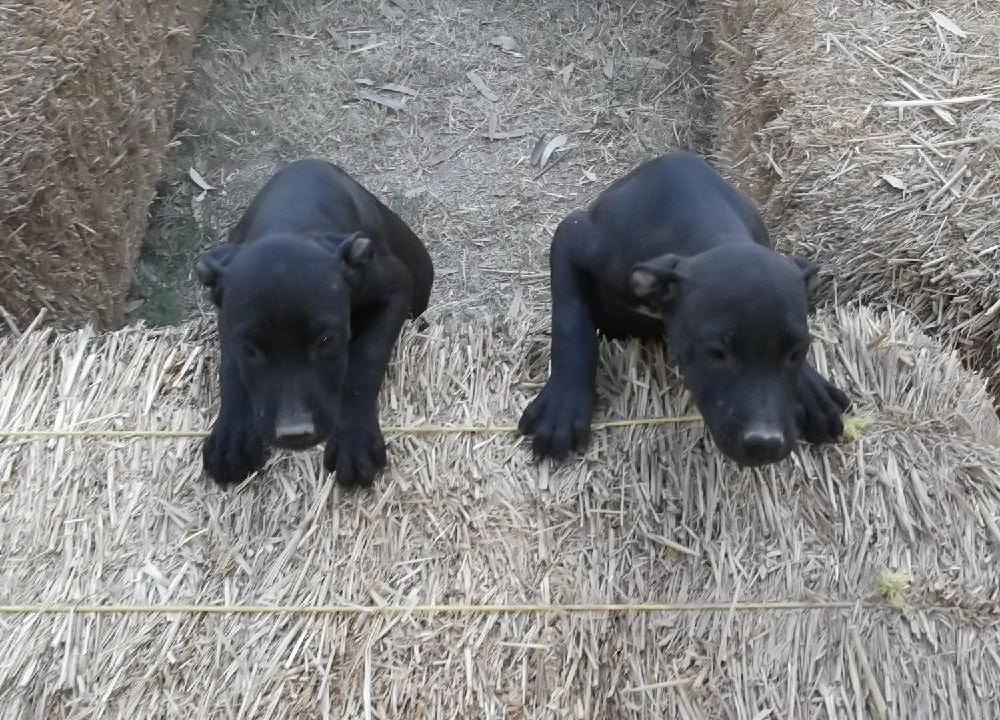 Two for 30 x Loraina – Tom Garner Kennels