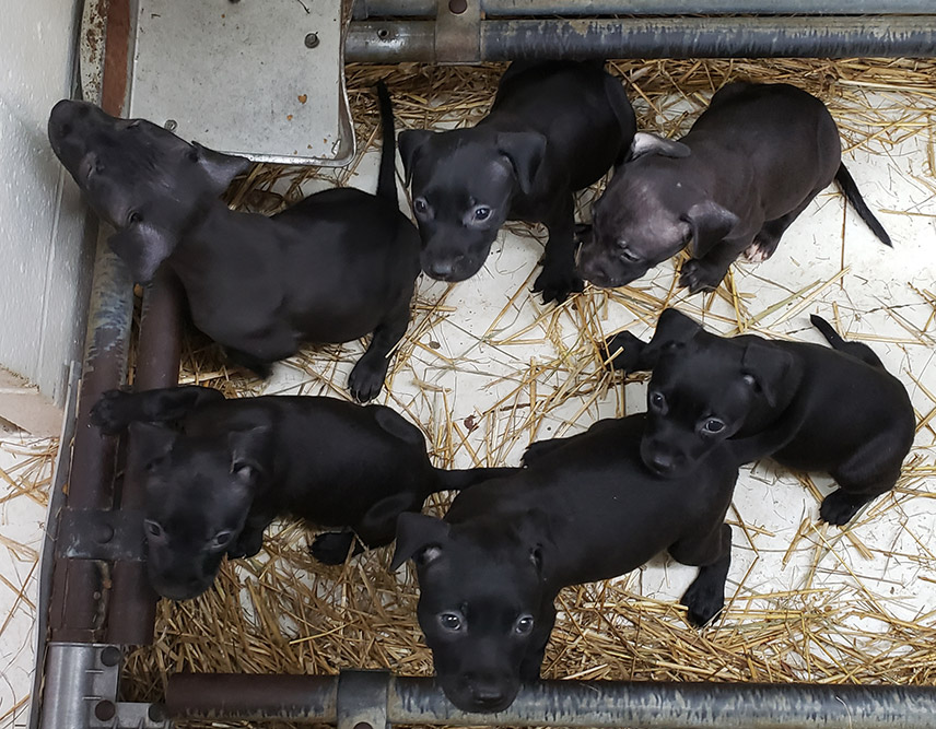 Razor x Gorda III (09-18) - Tom Garner Kennels