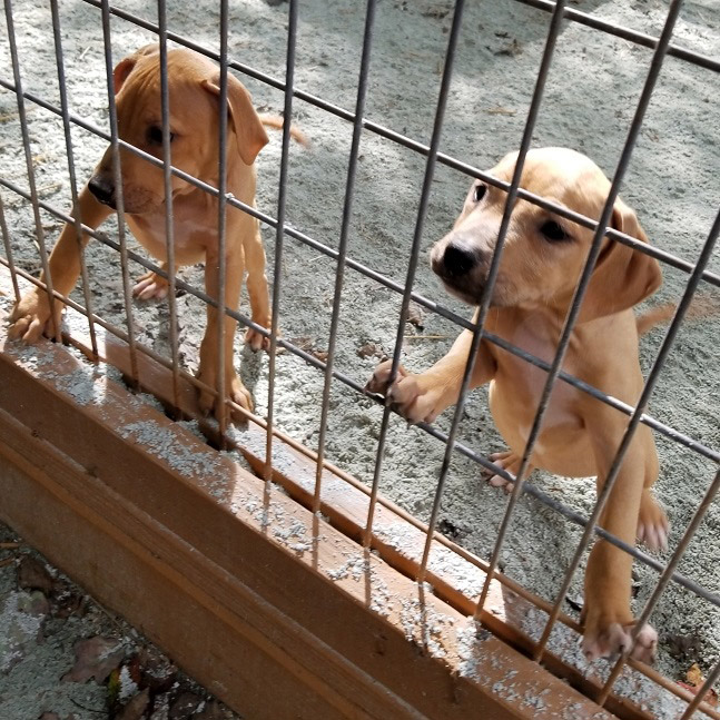Redboy x Berry (09-17) - Tom Garner Kennels