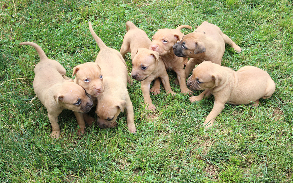 Redboy x Ginger (05-15) - Tom Garner Kennels