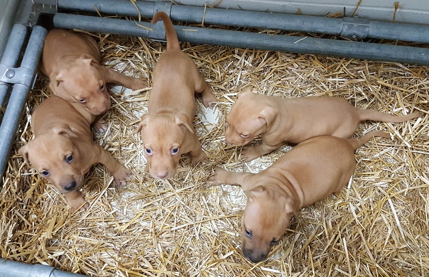 Redboy x Ginger (07-17) - Tom Garner Kennels