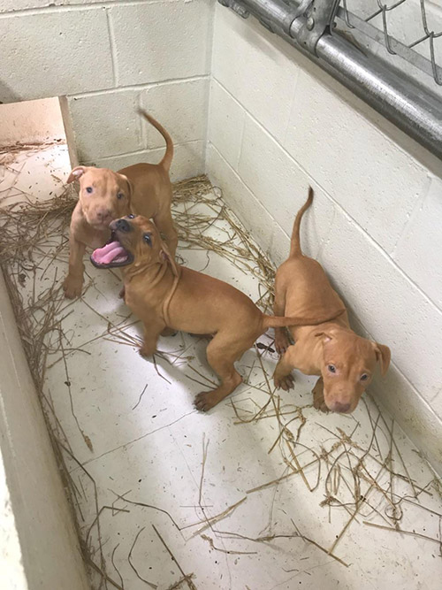 Redboy x Ginger (09-18) - Tom Garner Kennels