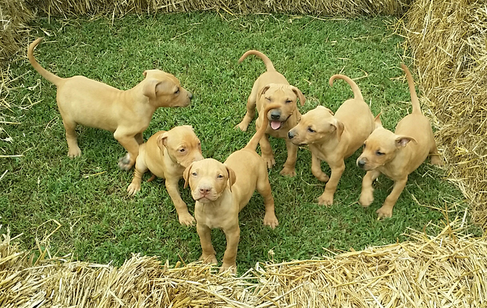 Redboy x Ginger II (07-14) - Tom Garner Kennels