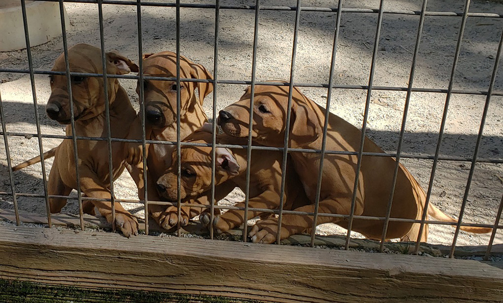 Redboy x Miss Ginger II (10-19) - Tom Garner Kennels